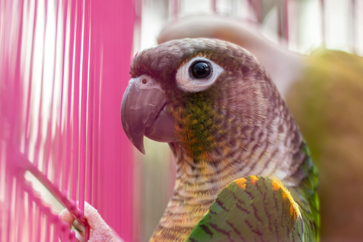 Conure opaline : tout savoir sur cette mutation