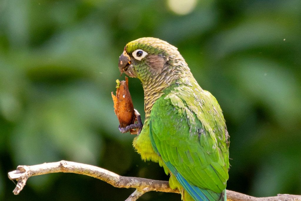 Conure opaline : tout savoir sur cette mutation